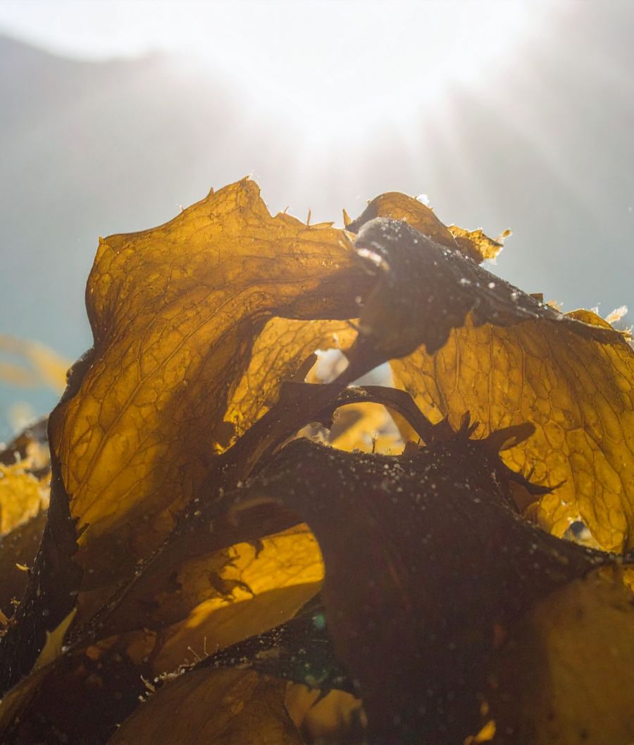 10 Best Reef-Safe Sunscreens of 2026: Reviewed and Ranked – Project Reef